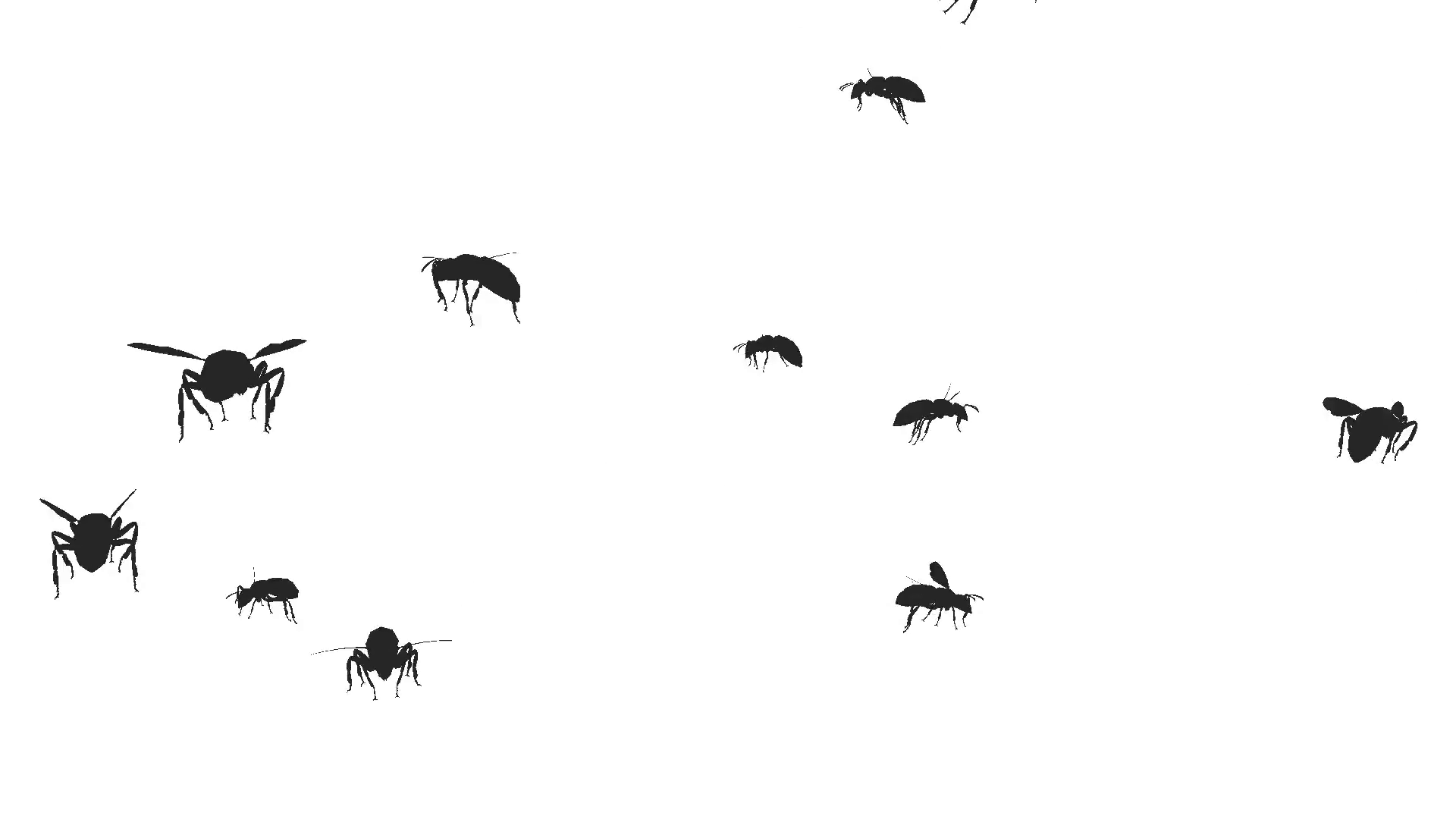 Wasp Swarm Animation Stock Footage SBV-302136043 - Storyblocks