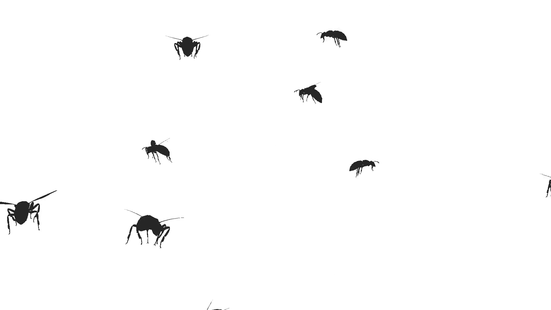 wasp swarm animation Stock Video Footage - Storyblocks