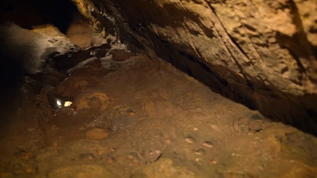 Underground | Animals stock footage - Storyblocks