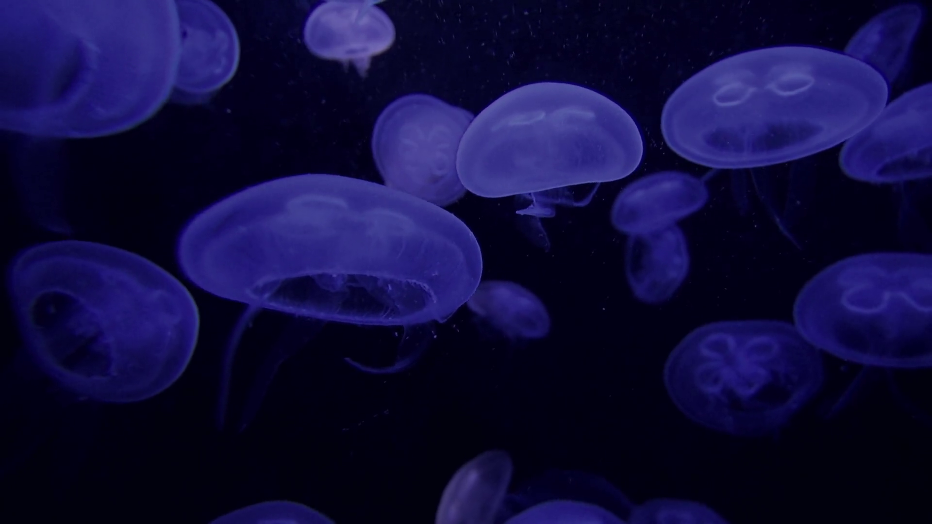 Blue Jellyfish School Of Jellyfish Sea Life Stock Footage SBV-307894925 ...
