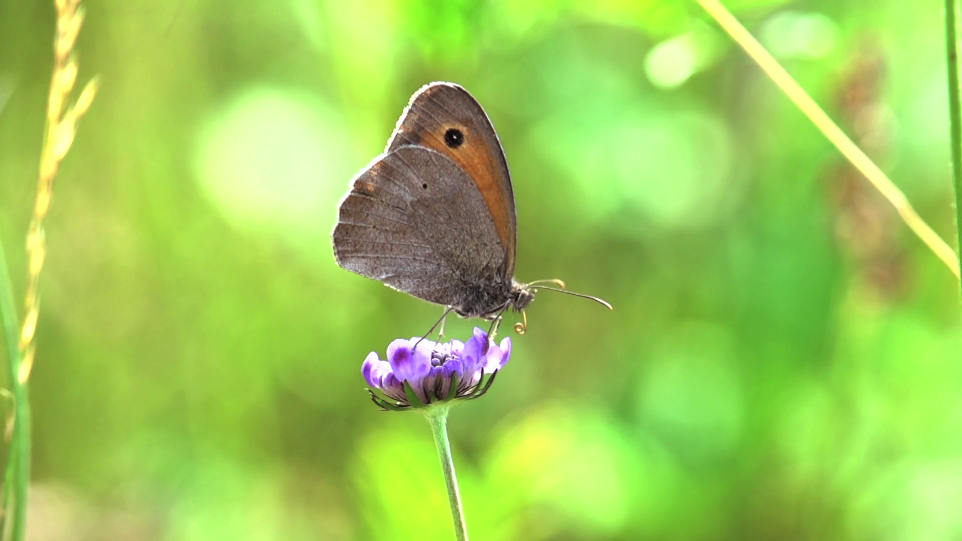 Butterfly Slow Motion Stock Footage SBV-307894870 - Storyblocks
