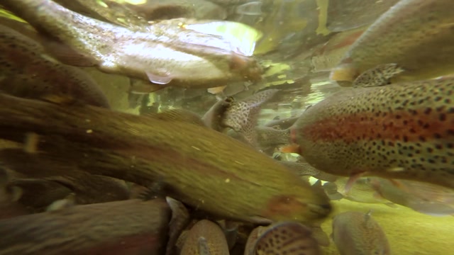 Freshwater Fish Stock Footage: Royalty-Free Video Clips - Storyblocks