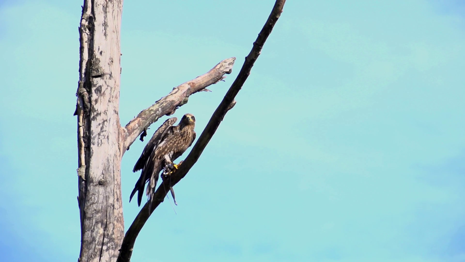Hawk Bird Slow Motion Flying Animals Stock Footage SBV-307894895 ...