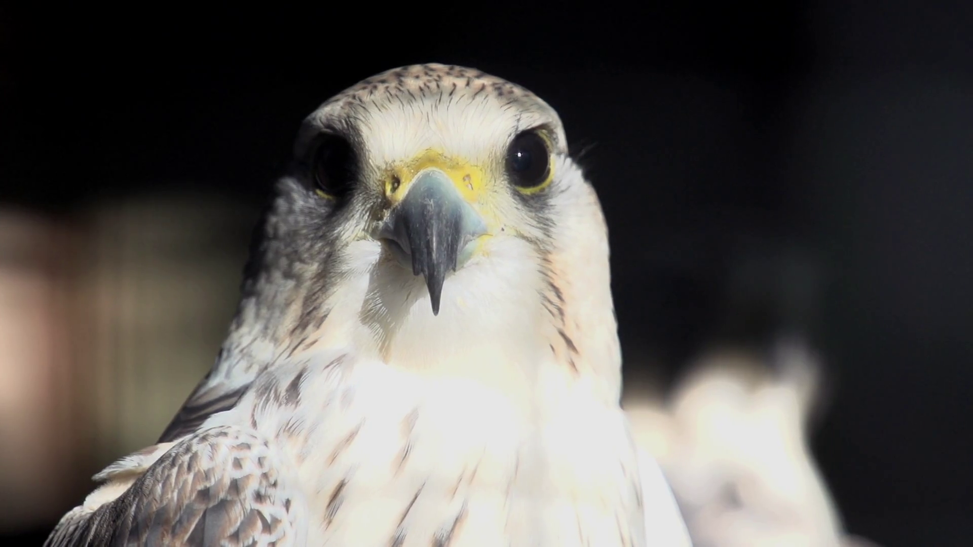 hawk head close up. bird. slow motion. animals Stock Video Footage 00: ...