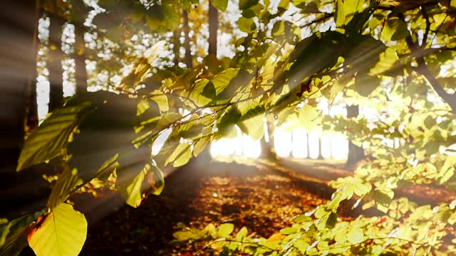 Colorful Nature Stock Footage: Royalty-Free Video Clips - Storyblocks