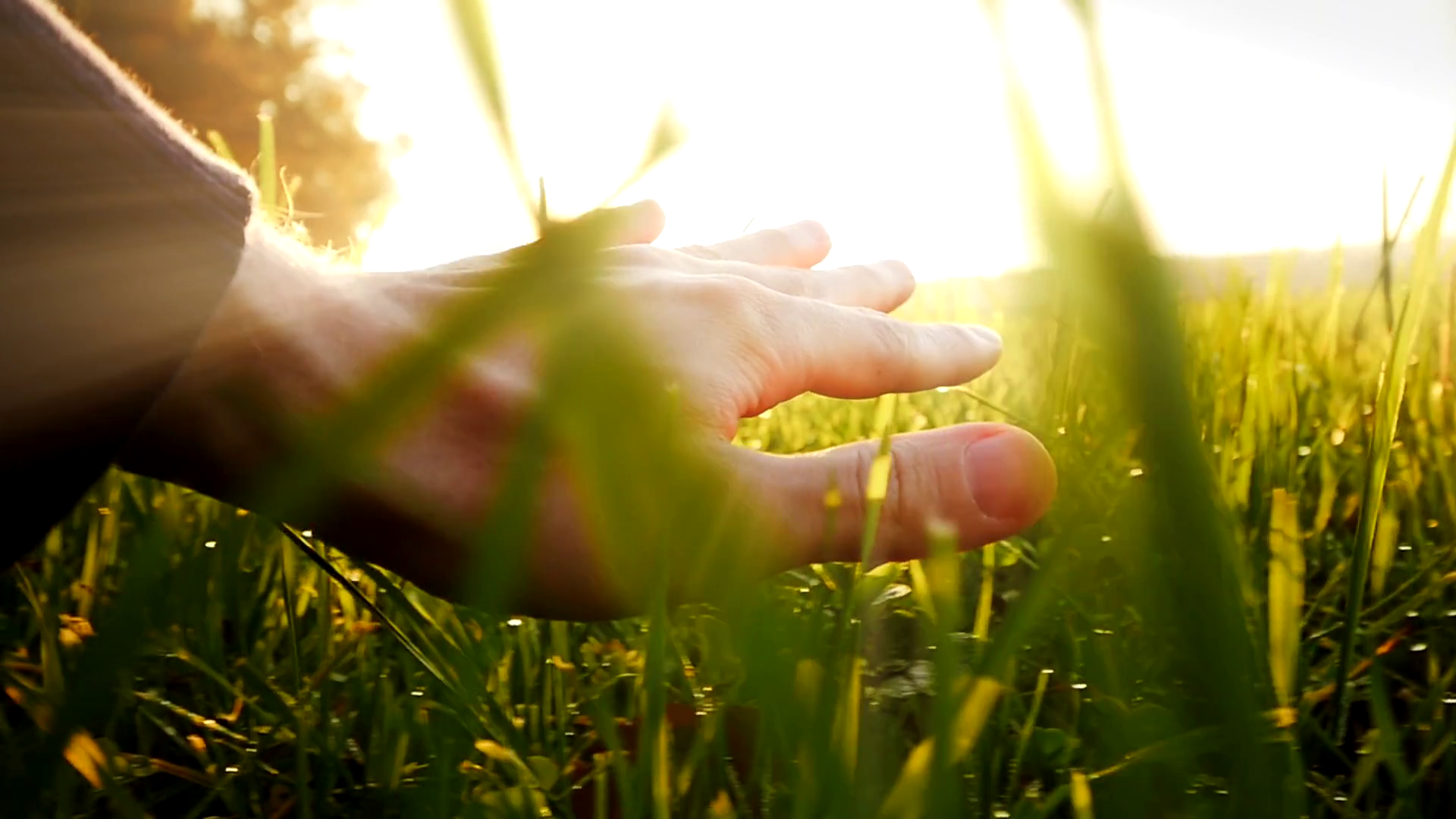 Persons Hand Touching Grass Field Outdoors Stock Footage SBV-348399825 ...