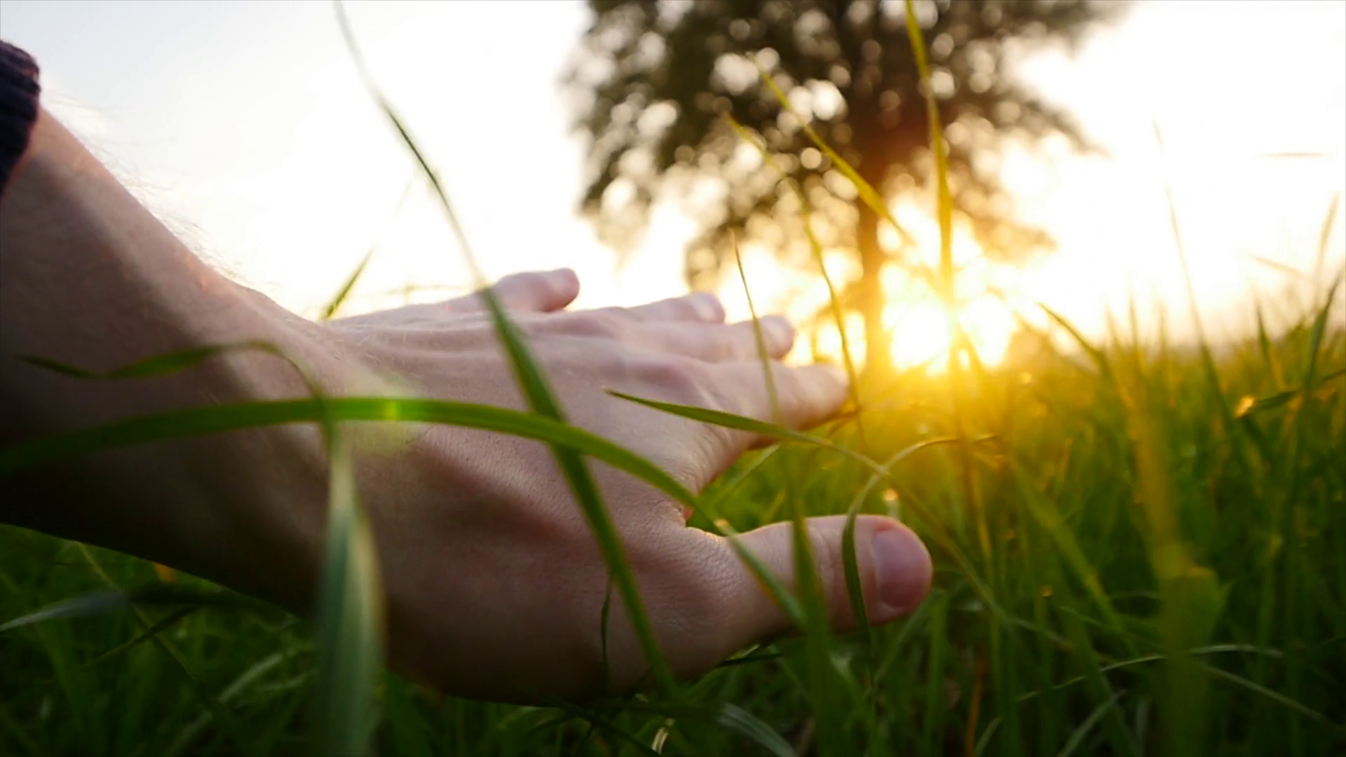 Persons Hand Touching Grass Field Outdoors Stock Footage SBV-348399274 ...