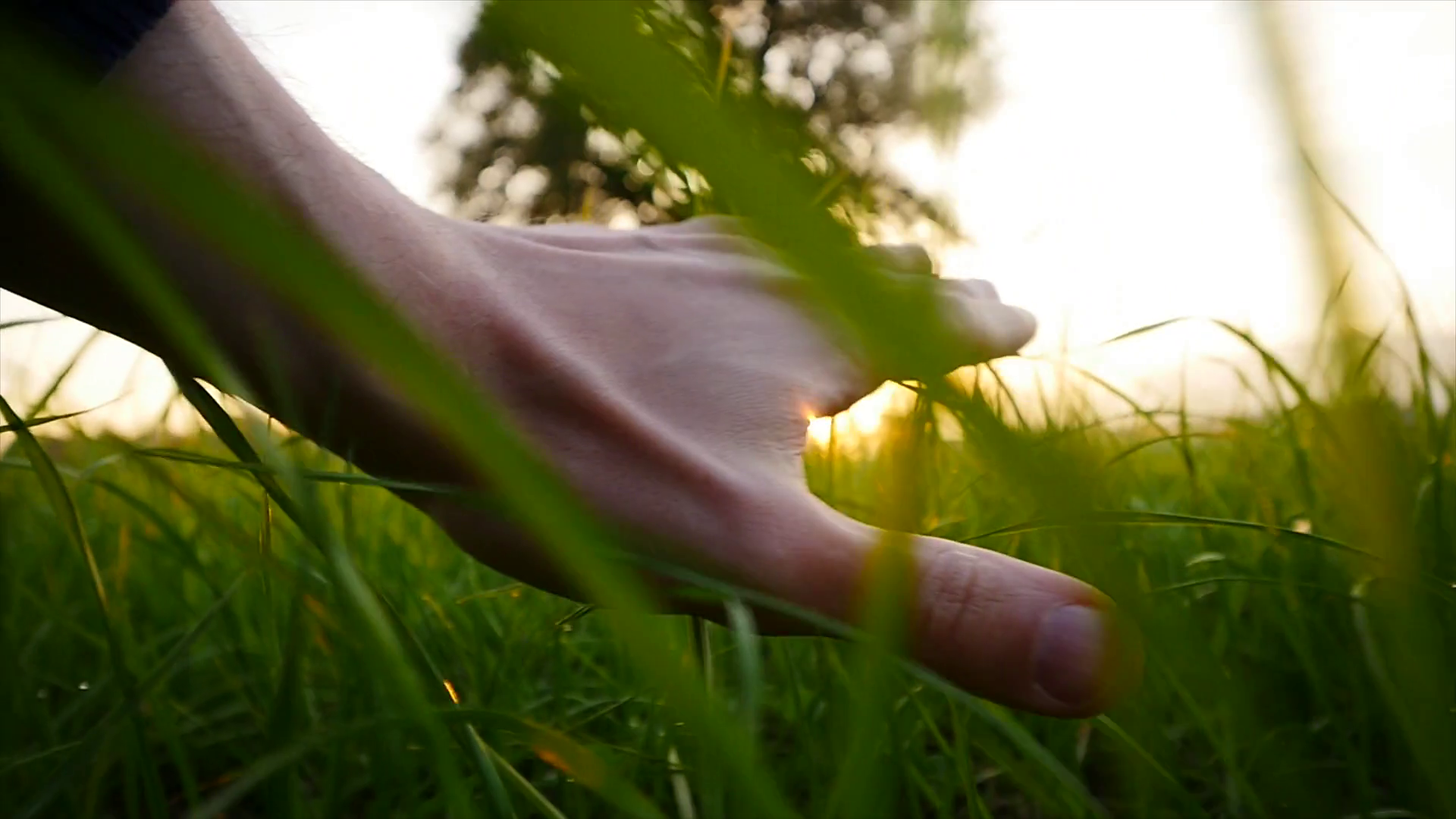 Persons Hand Touching Grass Field Outdoors Stock Footage SBV-348399396 ...