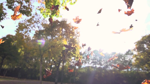 Autumn Leaves Falling Stock Footage: Royalty-Free Video Clips - Storyblocks