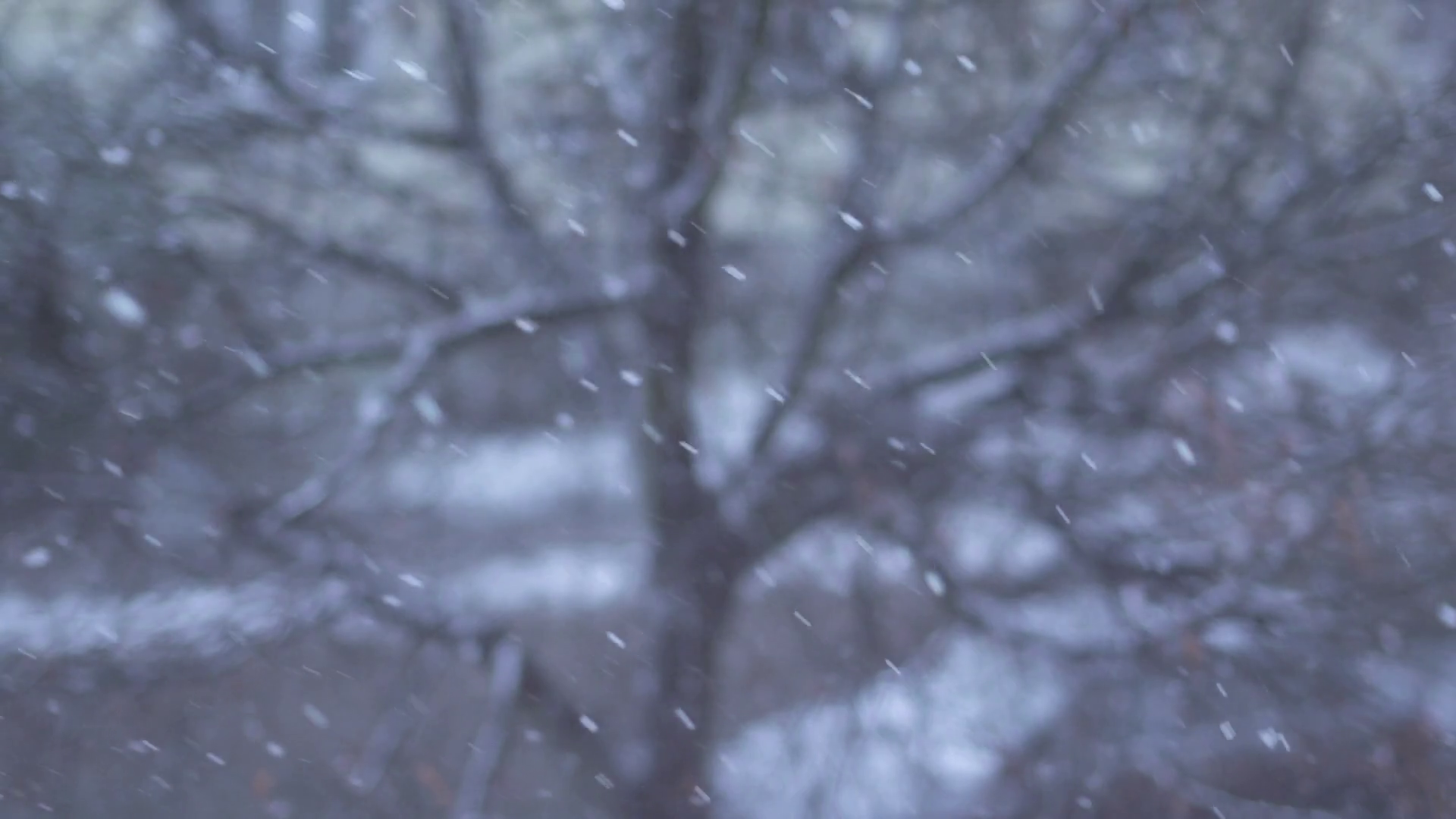 Snow Fall Winter Wonderland In Forest Stock Footage SBV-348394893 ...