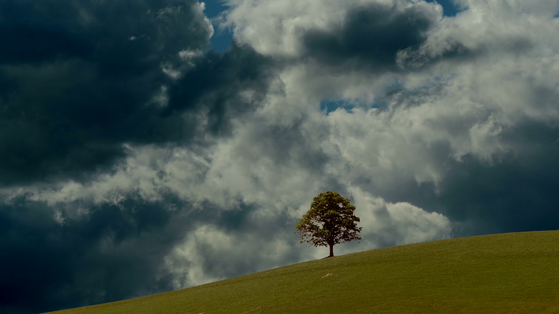 Time Lapse Of Single Tree Standing In Stock Footage SBV-348396800 ...