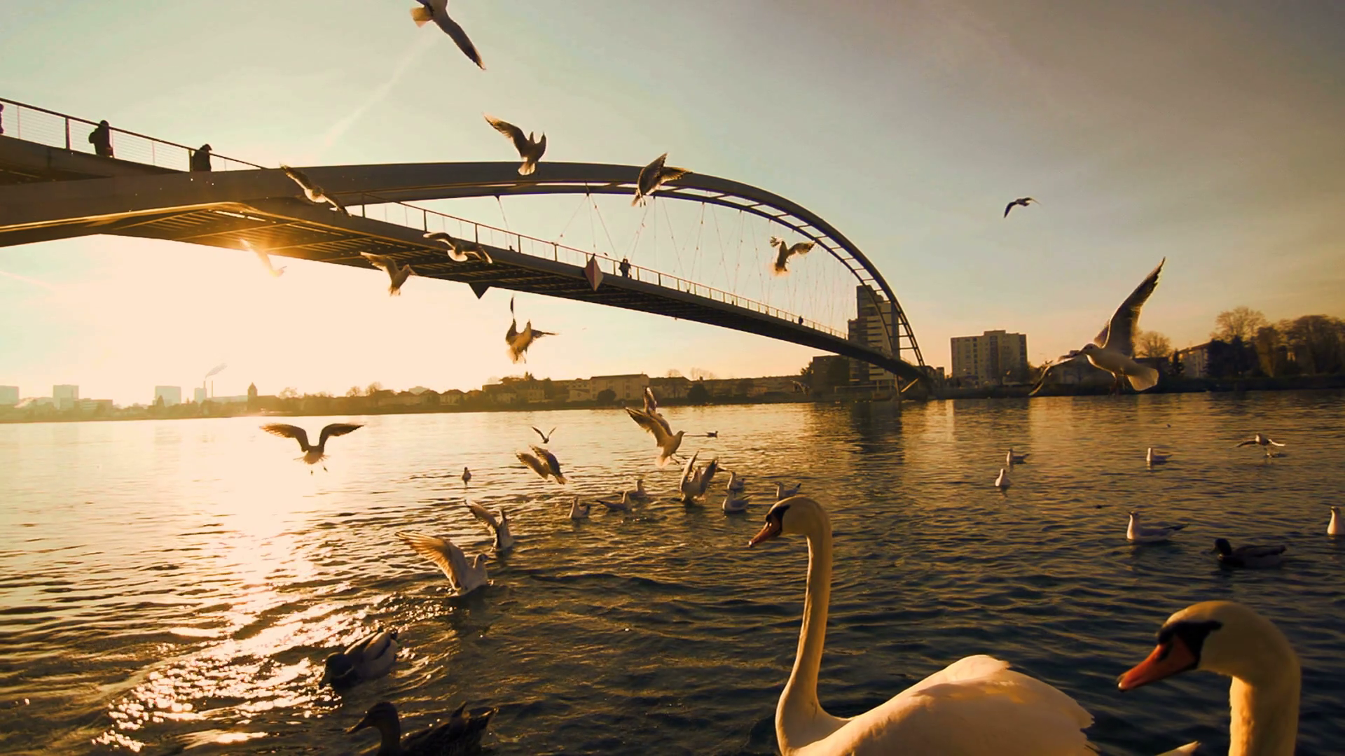 Colorful Sunset Scenery Of Birds Flying In Stock Footage SBV-313175028 ...