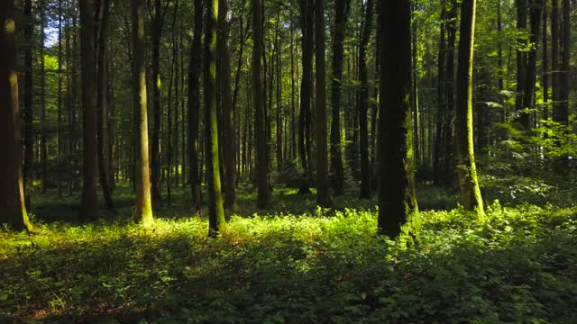Deep Forest Stock Footage: Royalty-Free Video Clips - Storyblocks