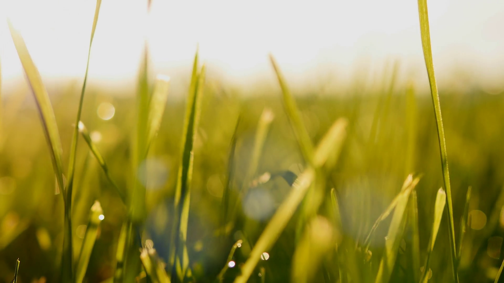 Green Grass Field Growing In Summer Time - Stock Footage SBV-347702698 ...