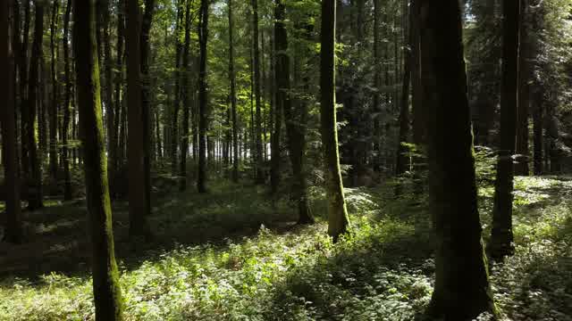 Woods Stock Footage: Royalty-Free Video Clips - Storyblocks