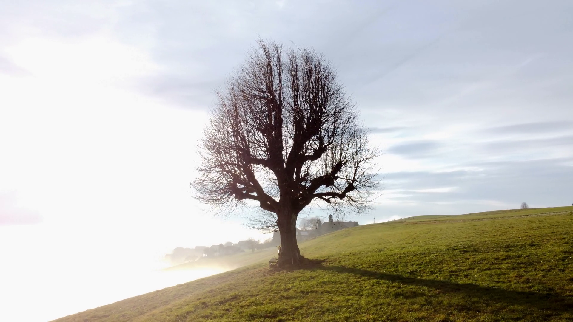 Forest Woodland Trees Landscape Scenery Stock Footage SBV-348420473 ...