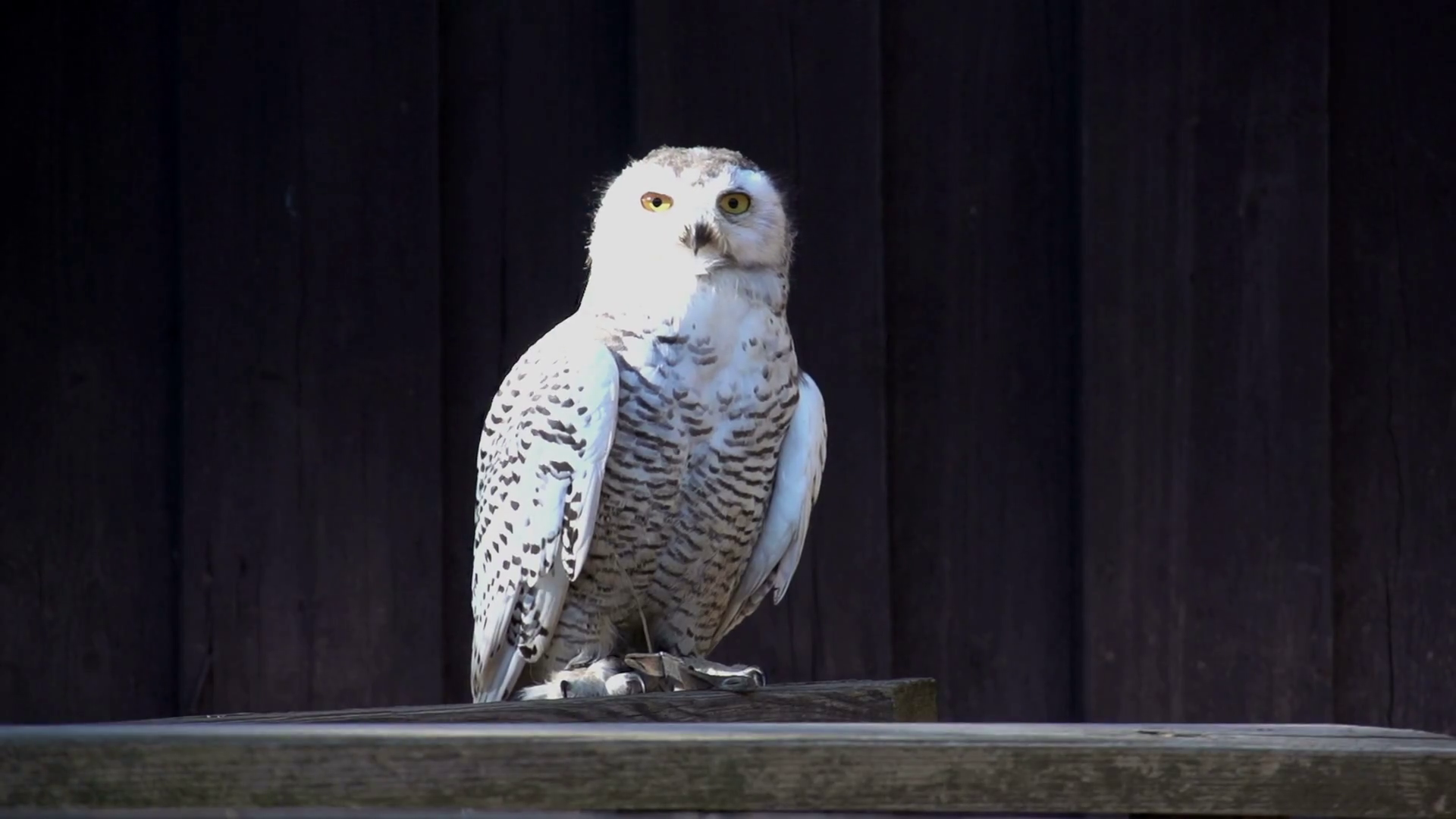 Wildlife Animal Scene Of Hawk Eagle Bird Stock Footage SBV-313175430 ...