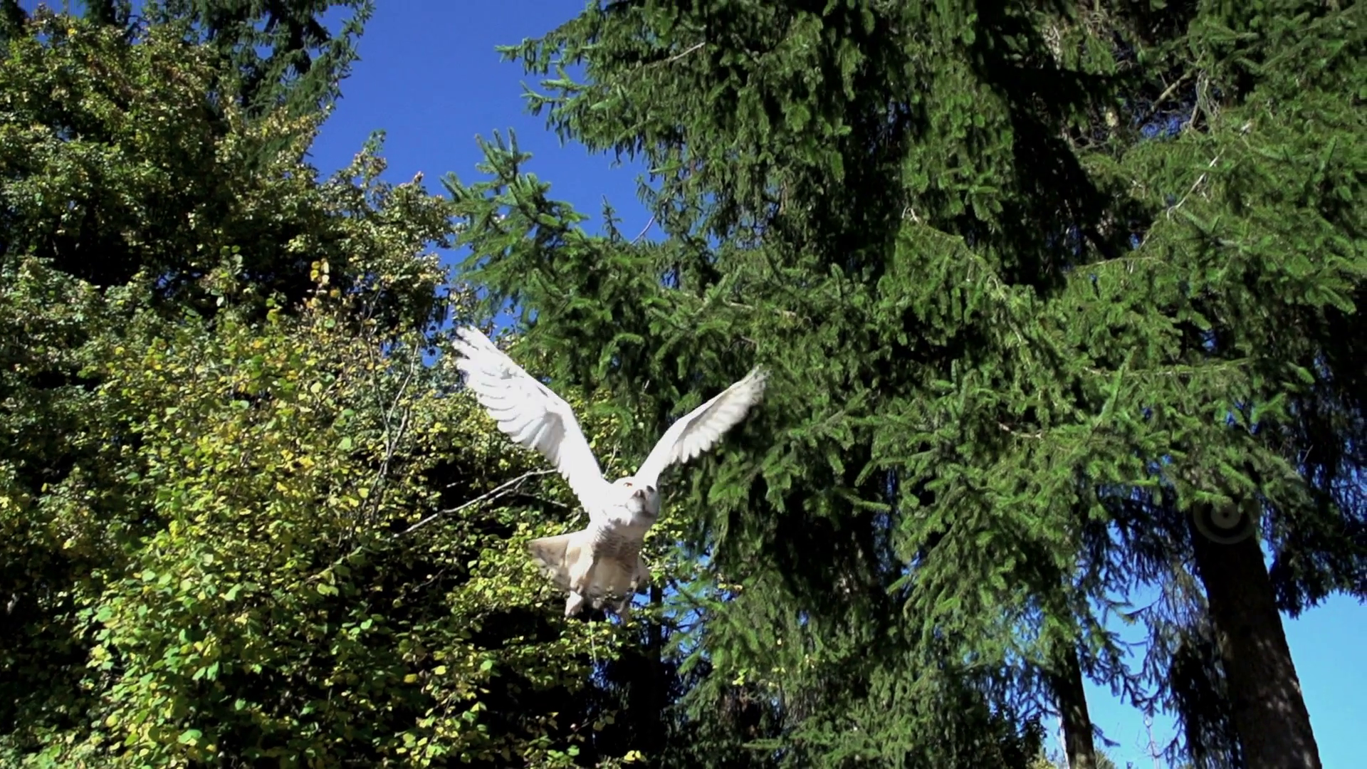 Wildlife Animal Scene of Hawk Eagle Bird Hunting Raptor Predator Stock ...