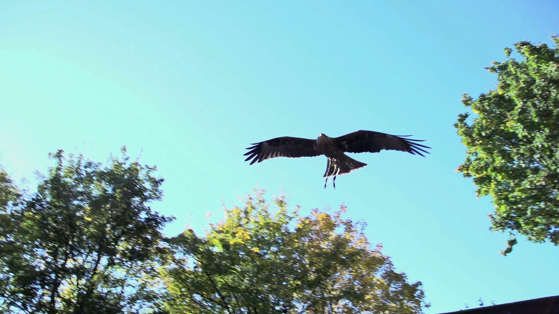 Wildlife Animal Scene Of Hawk Eagle Bird Stock Footage SBV-313175435 ...