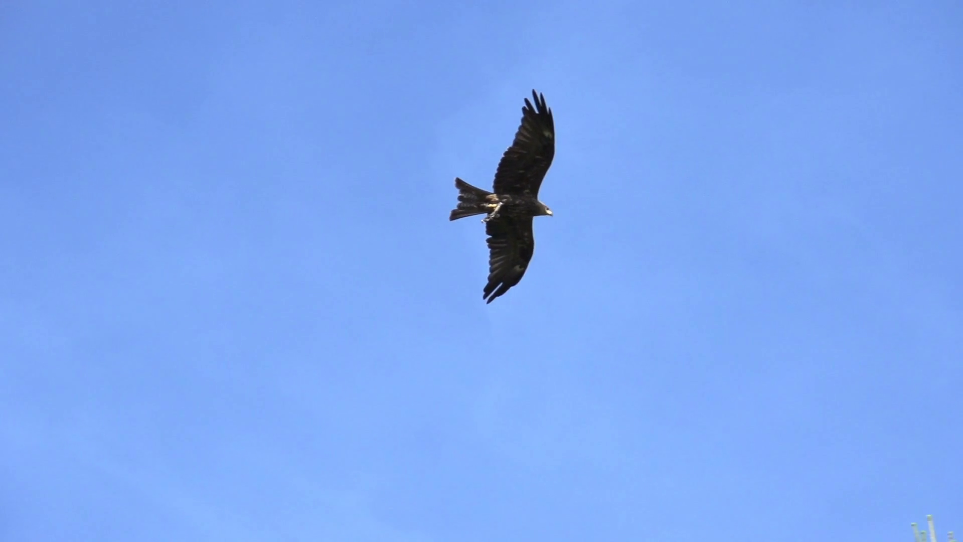 Wildlife Animal Scene Of Hawk Eagle Bird Stock Footage SBV-313175380 ...