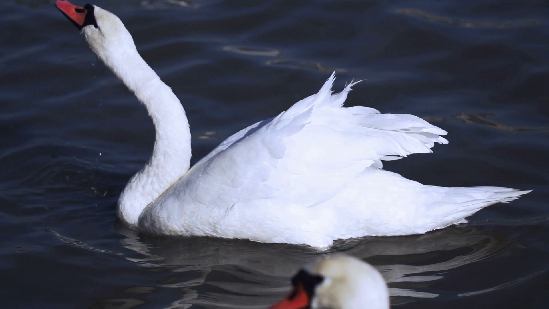 Beautiful Swan Floating On River Steadycam Stock Footage SBV-301051616 ...