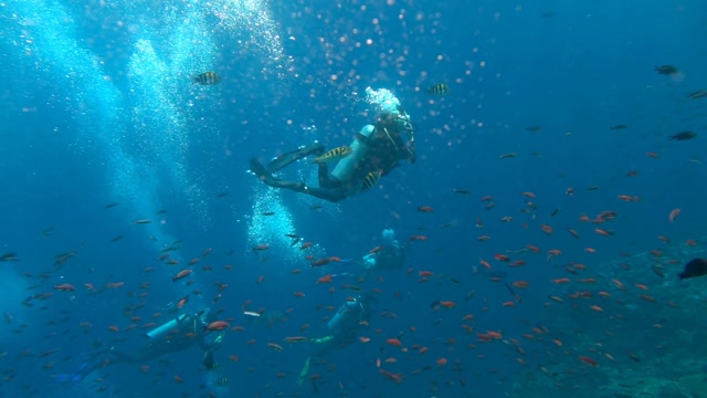 Scuba Diving | Animals stock footage - Storyblocks