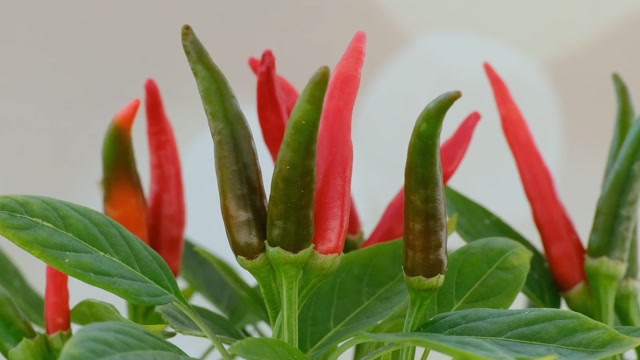 Thai Chilli Stock Footage: Royalty-Free Video Clips - Storyblocks