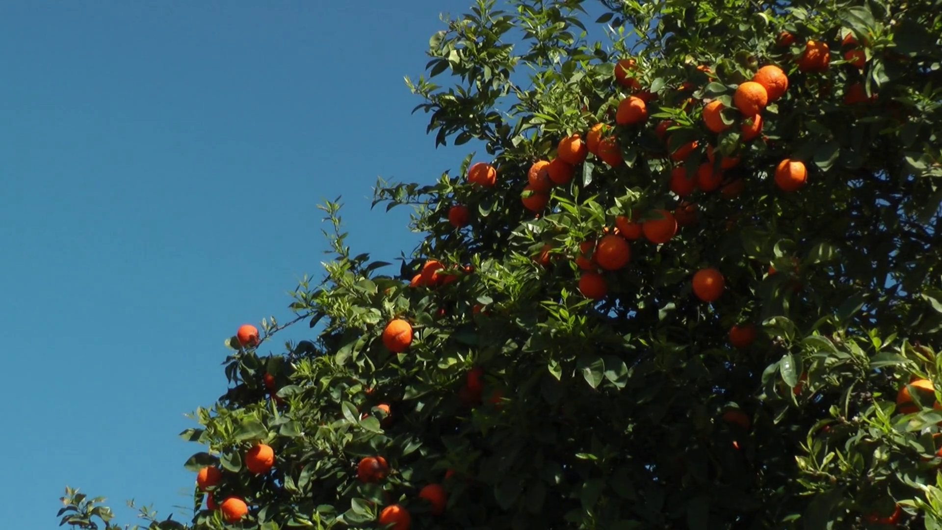 Orange Tree-slider Shot Stock Footage SBV-305887037 - Storyblocks