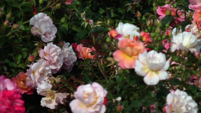 Rose Garden Stock Footage: Royalty-Free Video Clips - Storyblocks