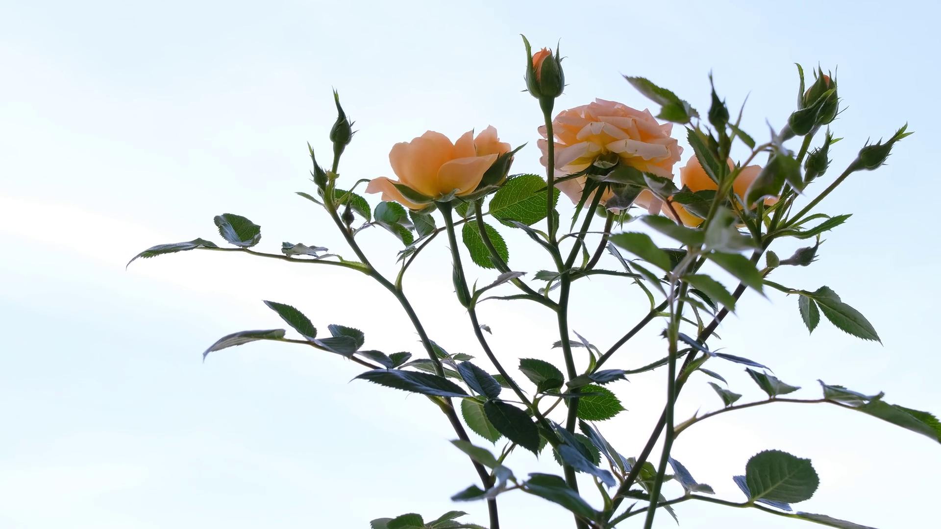 Graceful Rose Plant Swaying Against Sky Stock Footage SBV-347637610 ...