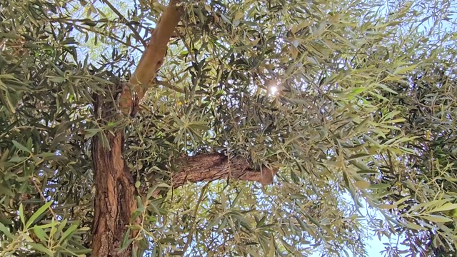 Fruit Falling From A Tree Stock Footage: Royalty-Free Video Clips ...