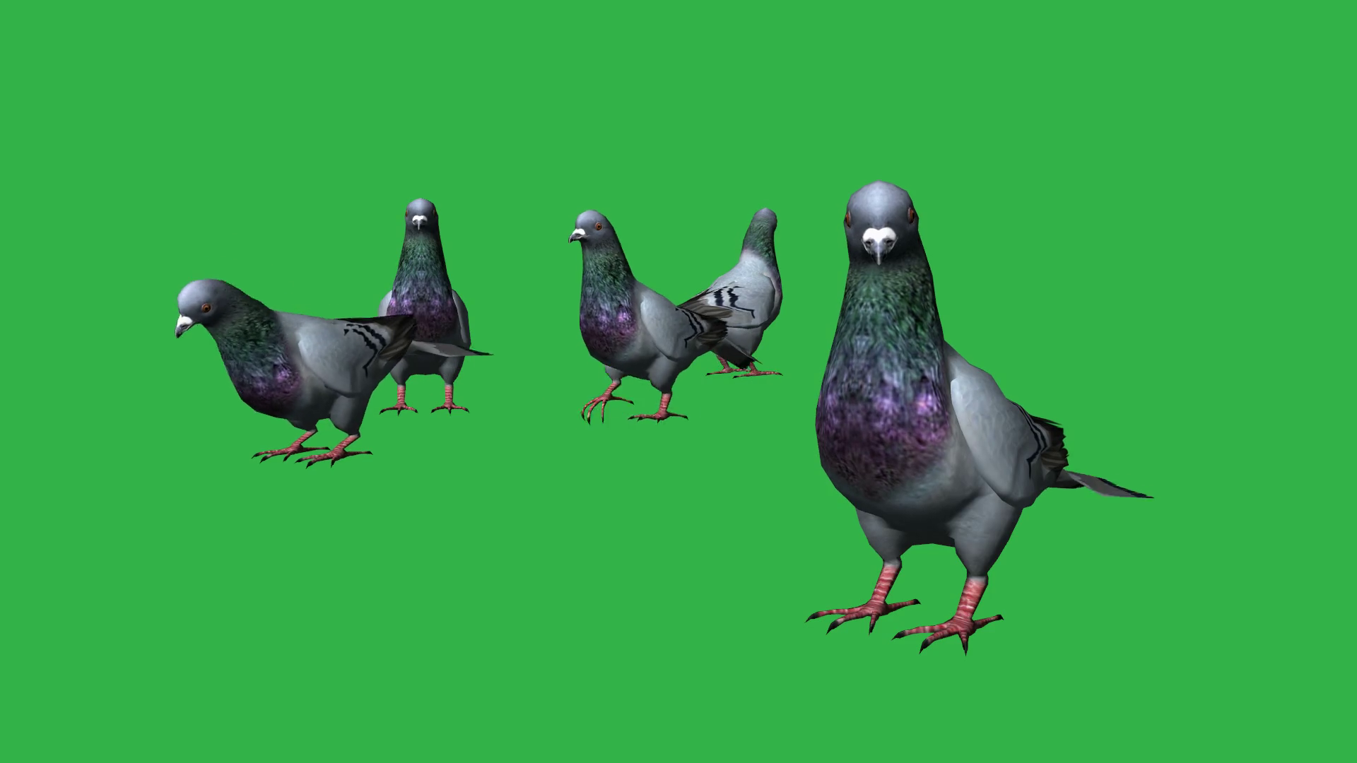 3d Animation Of Pigeons Eat- Separated On Stock Motion Graphics SBV ...