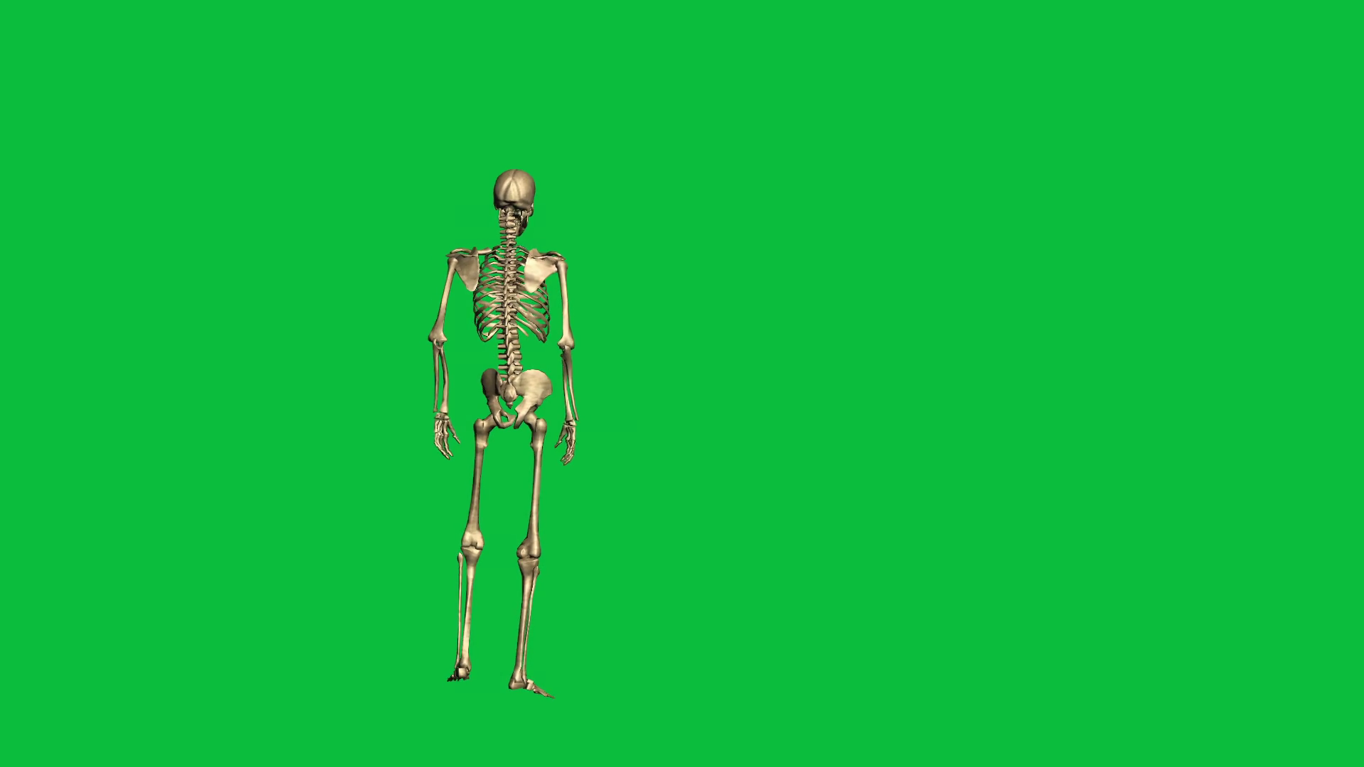 Skeleton Hostage Shot - Separate On Green Stock Motion Graphics SBV ...