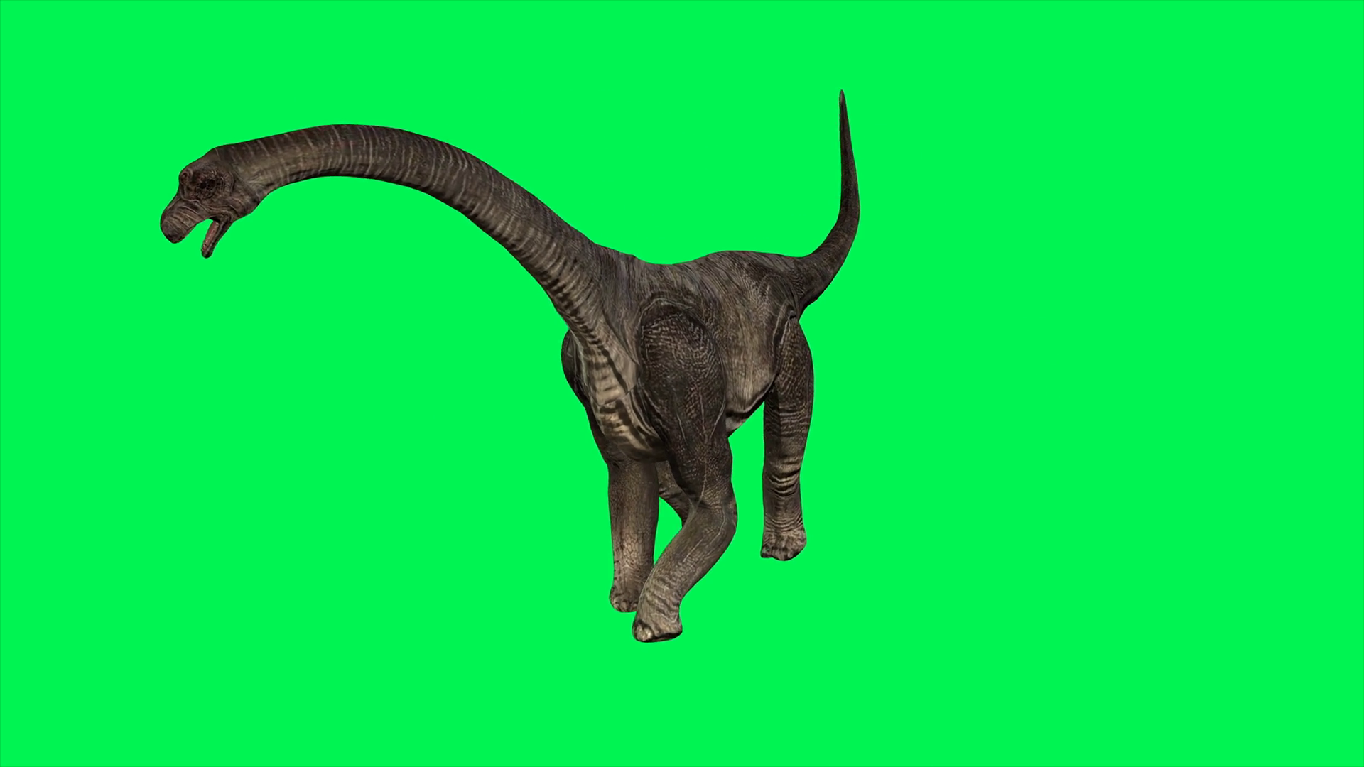 4k Animation -brachiosaurus Walking On Green Stock Motion Graphics SBV ...