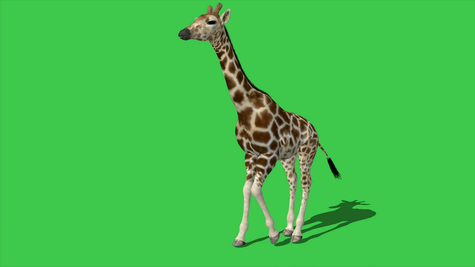 4k Animation Giraffe Walking On Green Screen Stock Motion Graphics SBV ...