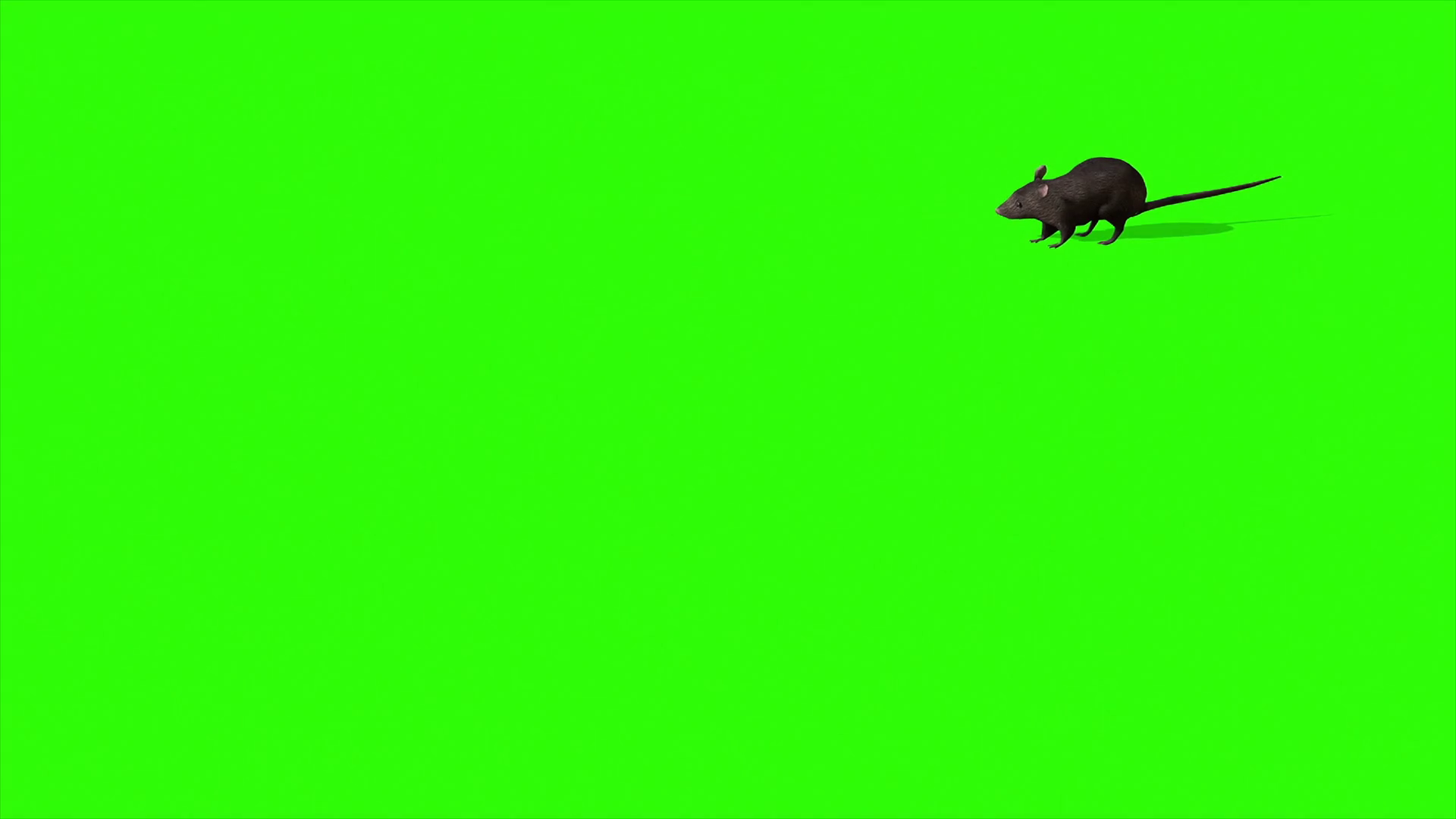 Adorable Gray Rat Animation On Green Screen Stock Motion Graphics SBV ...