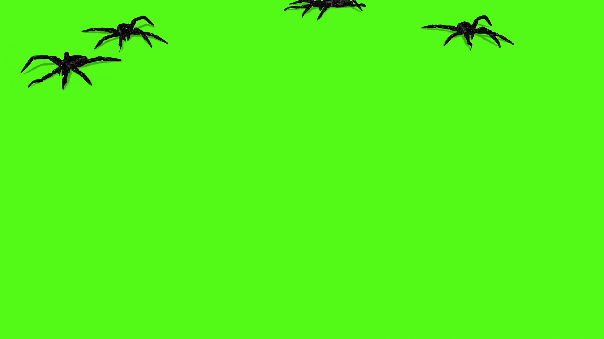 Animation Of Spiders On Green Screen Creepy Stock Motion Graphics SBV ...
