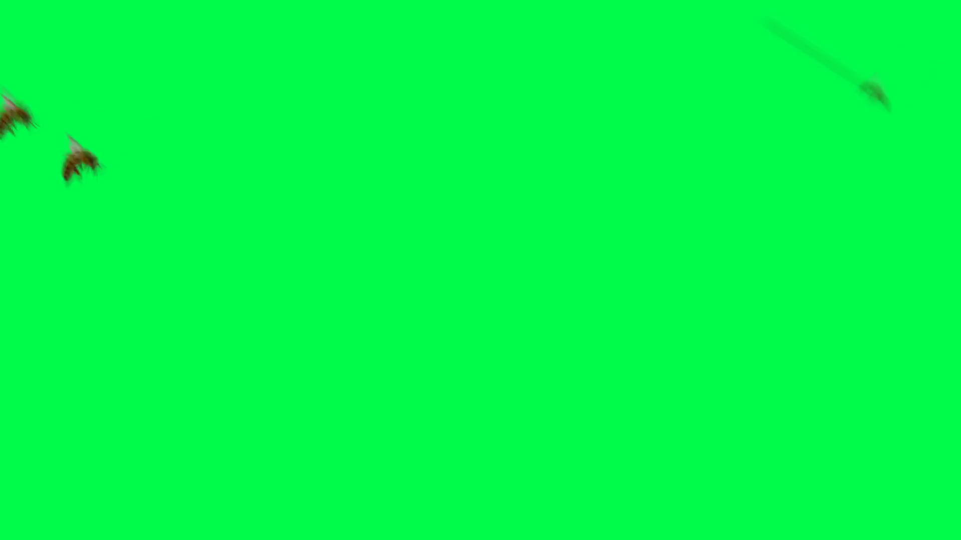Bees Flying On Green Screen Stock Motion Graphics SBV-338063585 ...