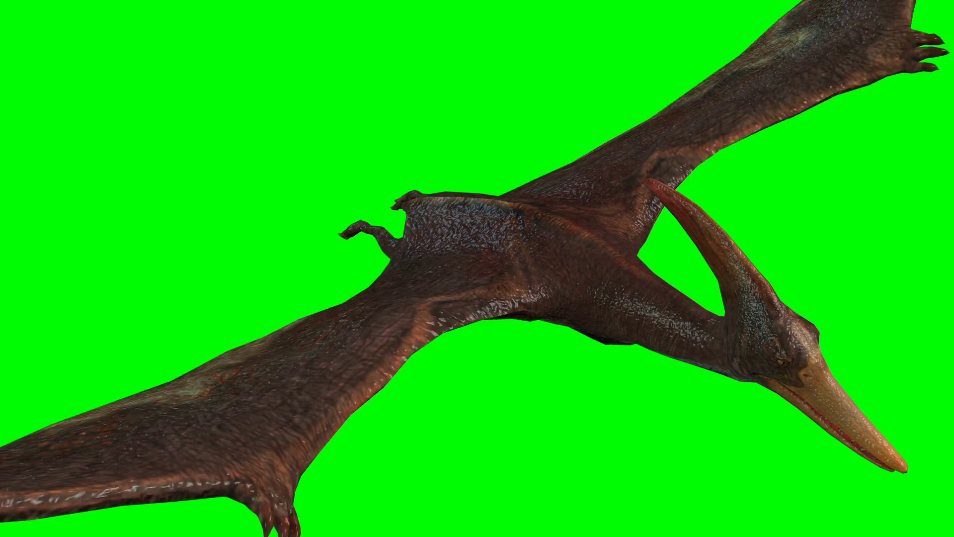 3d Animation Of Pterodactyl Flying On Green Stock Motion Graphics SBV ...