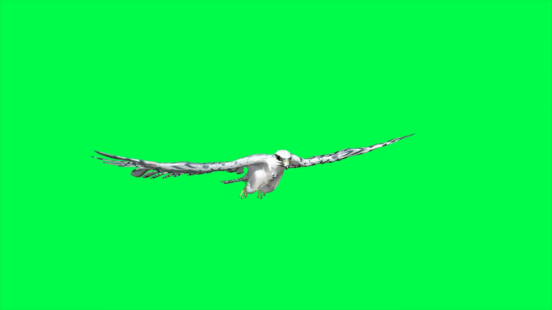 Falcon Gliding Flapping - 3d Animation Of Stock Motion Graphics SBV ...