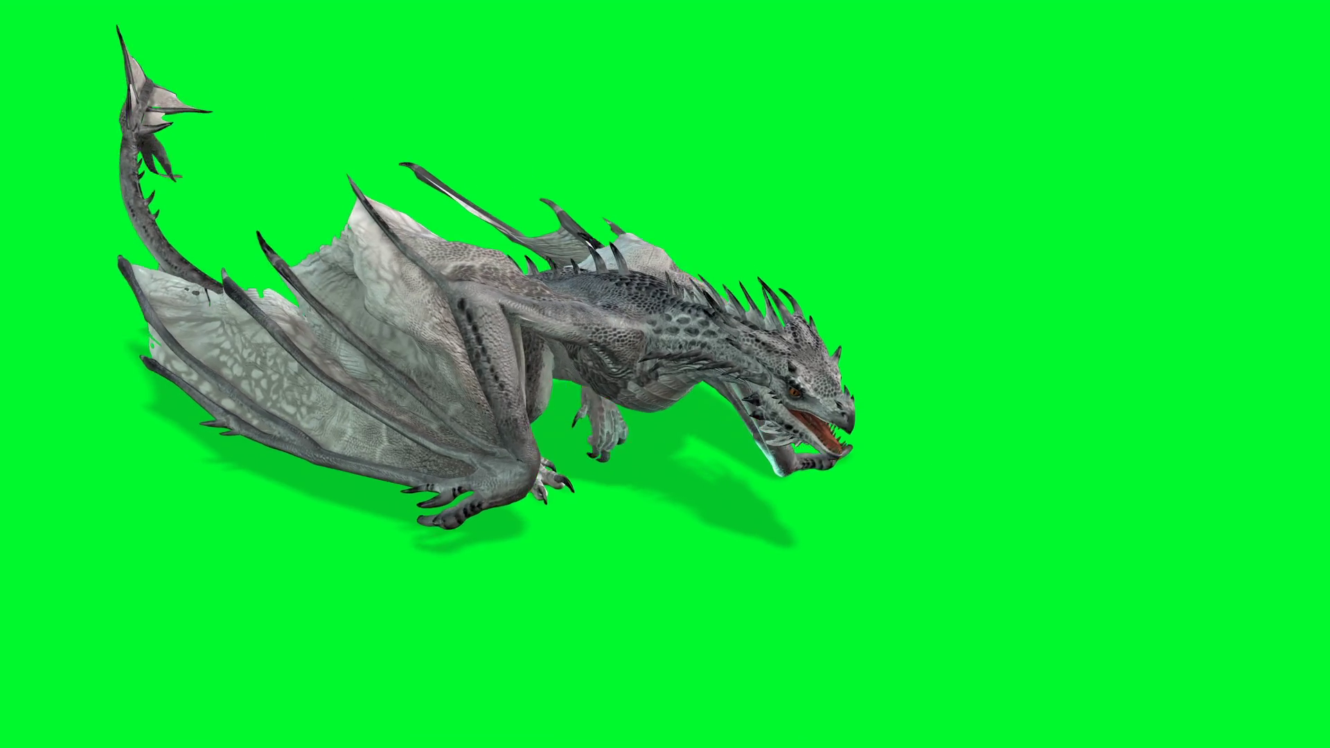 Animation - Dragon Flying On Green Screen Stock Motion Graphics SBV ...