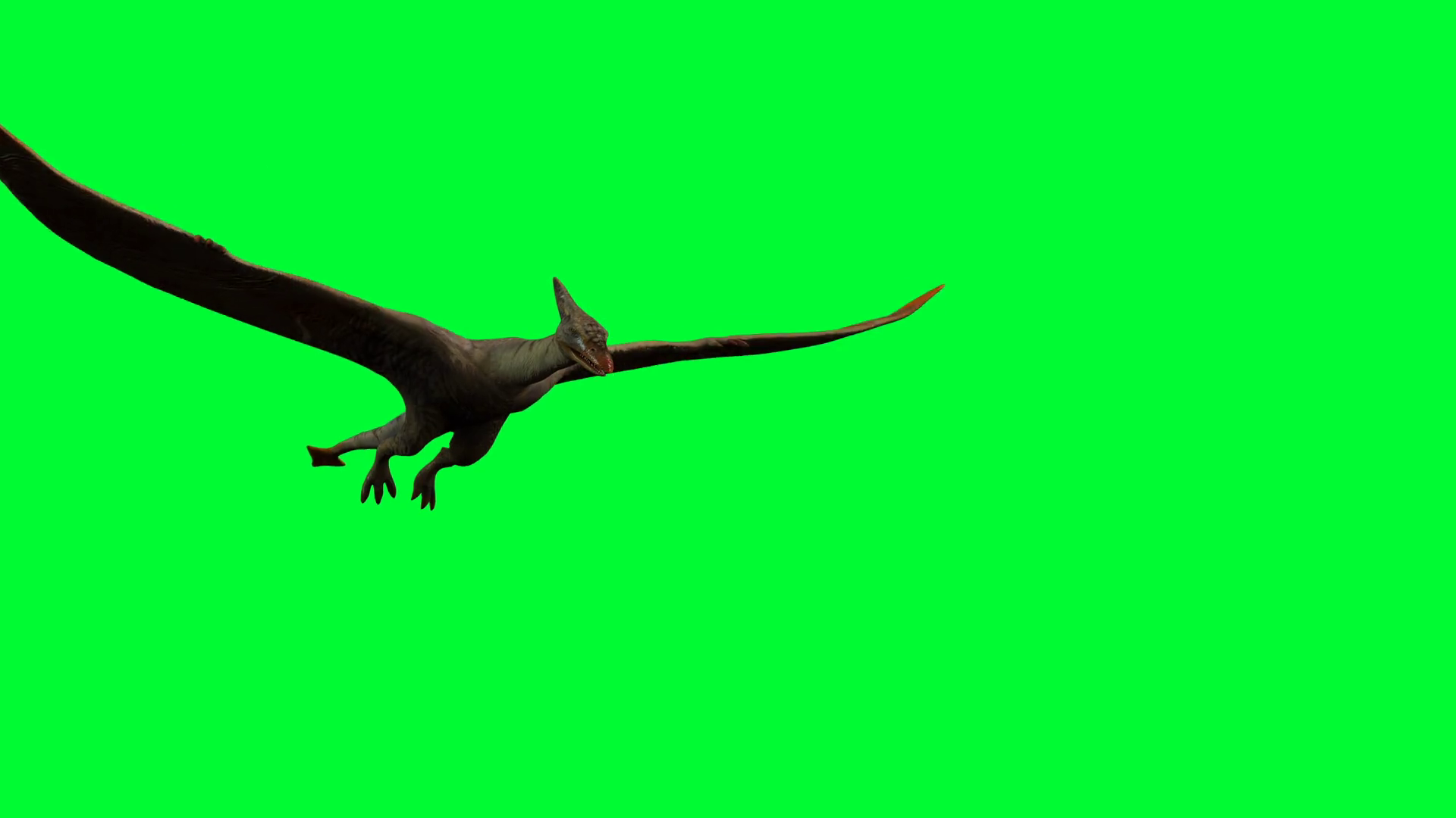 Pterodactyl Fly 3d Animation On Green Stock Motion Graphics SBV ...