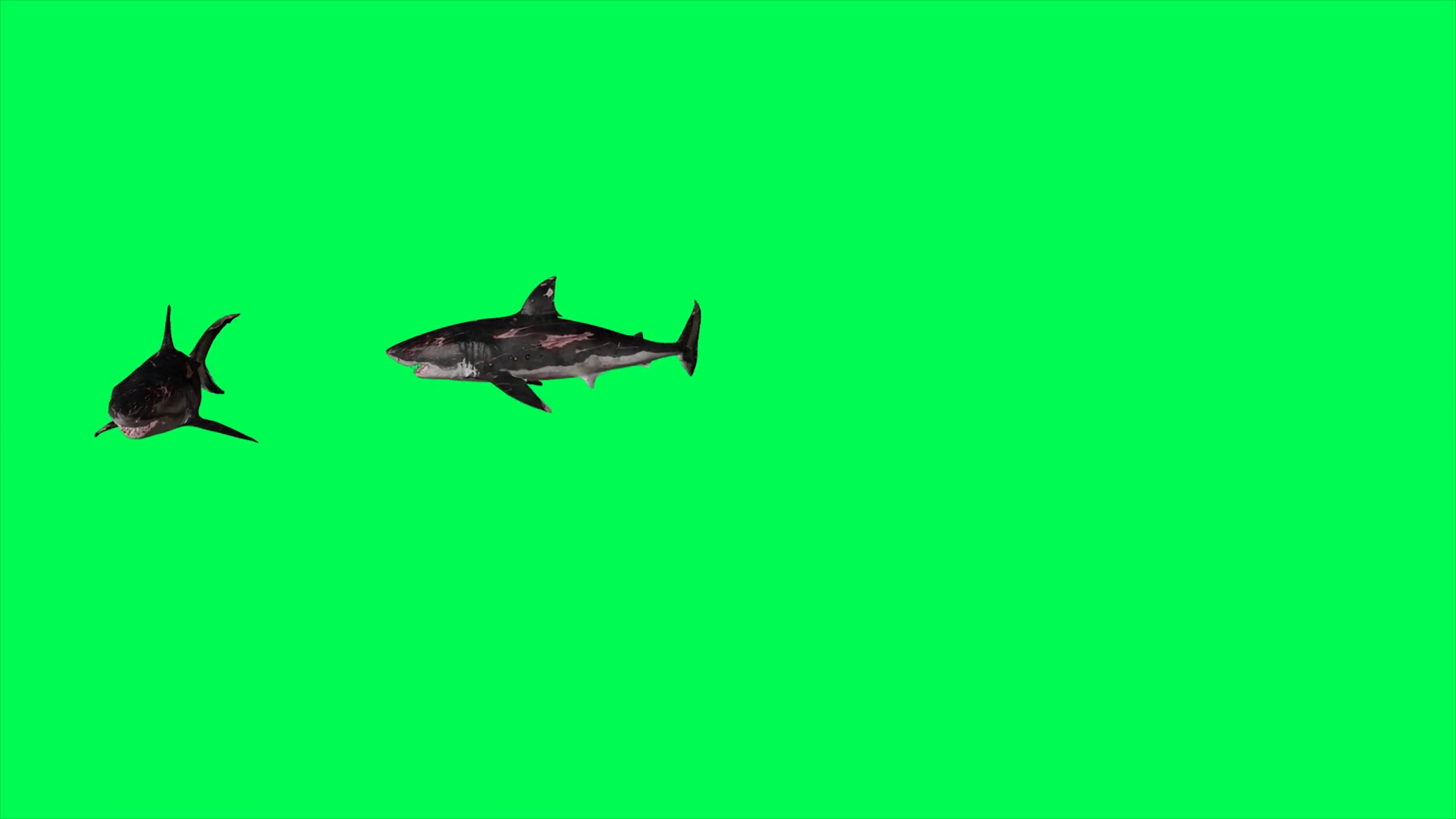 Shark Swim In Circle Green Screen Front - 3d Stock Motion Graphics SBV ...