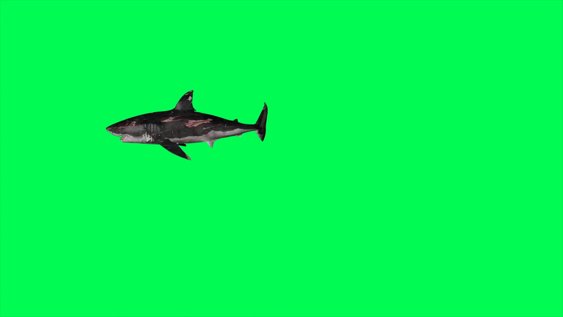 Shark Swim In Circle Green Screen Front - 3d Stock Motion Graphics SBV ...
