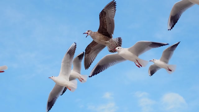 Flying Birds | Animals stock footage - Storyblocks