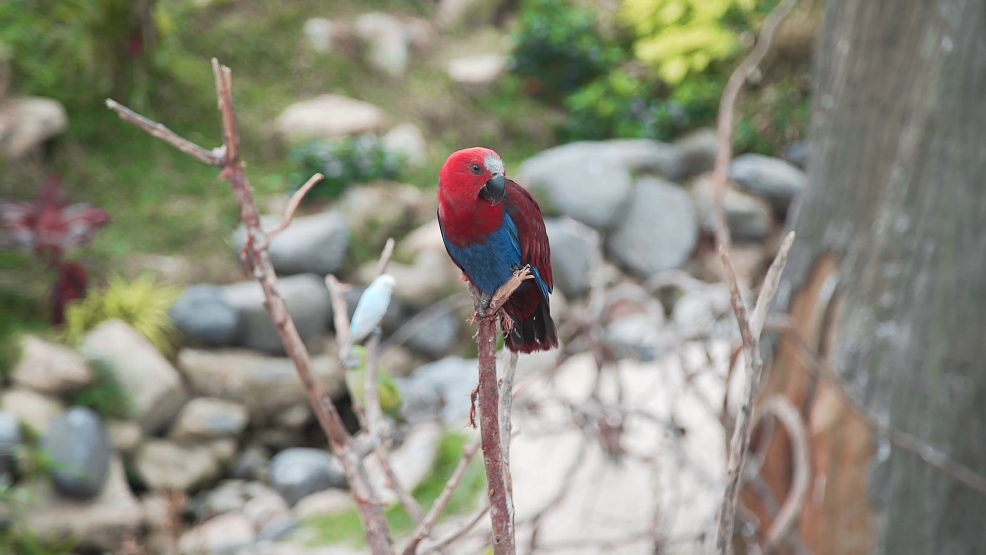 Exquisite Multicolored Parrot Perched On Stock Footage SBV-321841015 ...