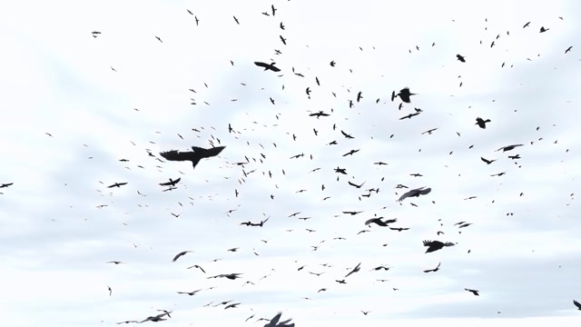 Birds Taking Off Stock Footage: Royalty-Free Video Clips - Storyblocks