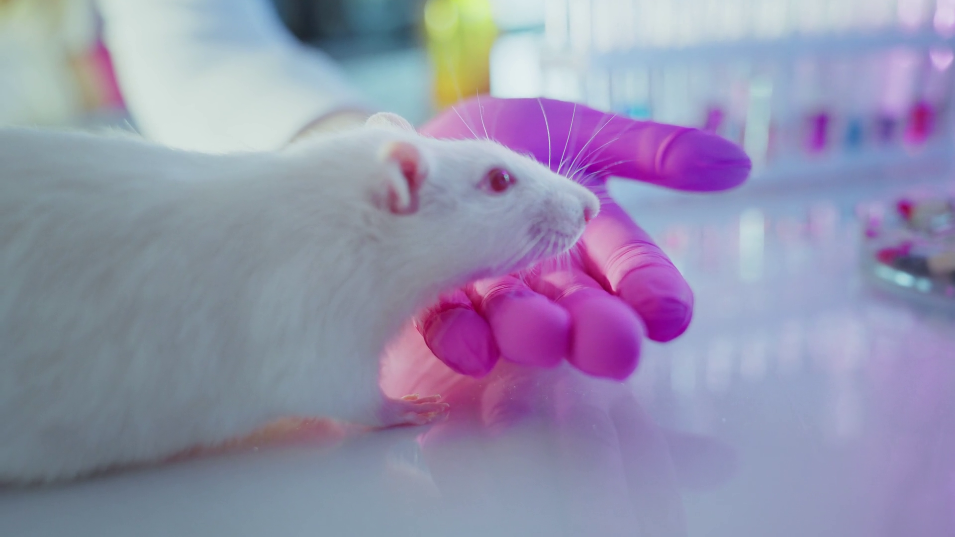 Laboratory Rat Sniffing Scientist Hand In Stock Footage SBV-351940304 ...