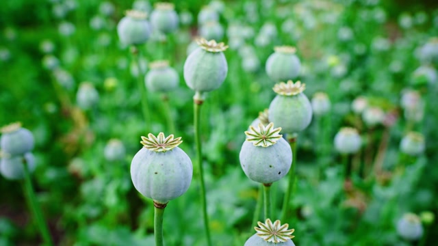 Narcotic Drug Opium Stock Footage: Royalty-Free Video Clips - Storyblocks