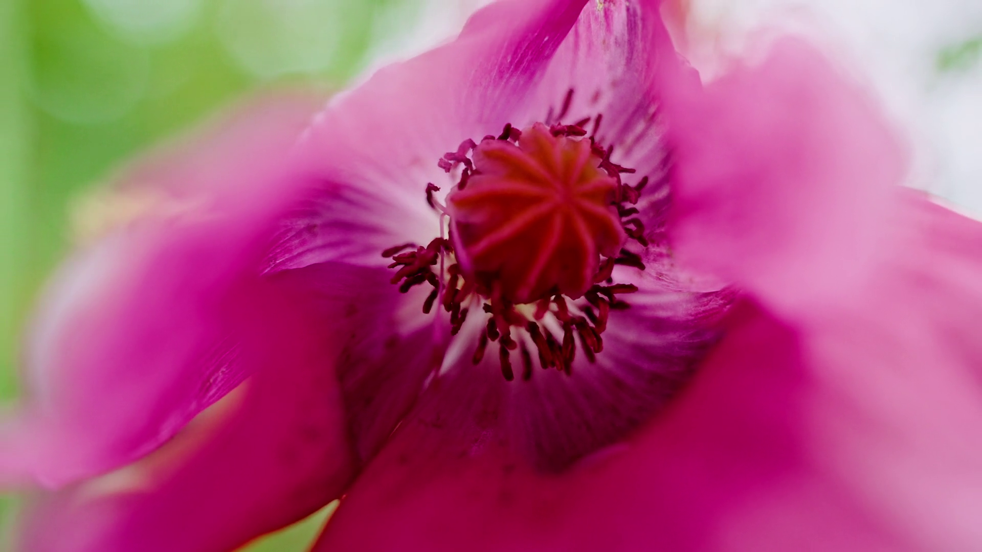 Pink Poppy Flower Opening Petals Showing Stock Footage SBV-351955094 ...